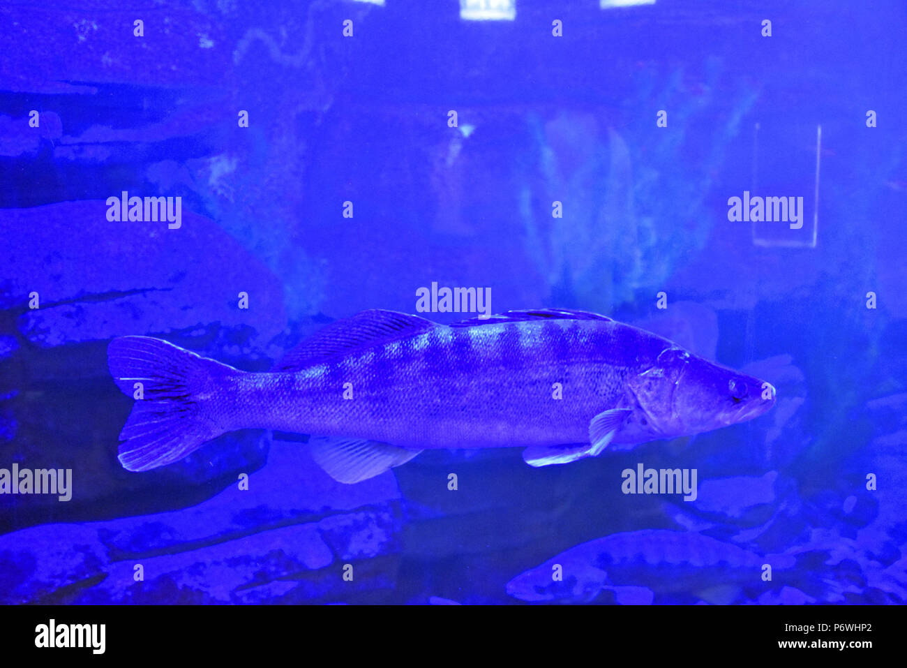 Worlds largest freshwater fish hi-res stock photography and images - Alamy