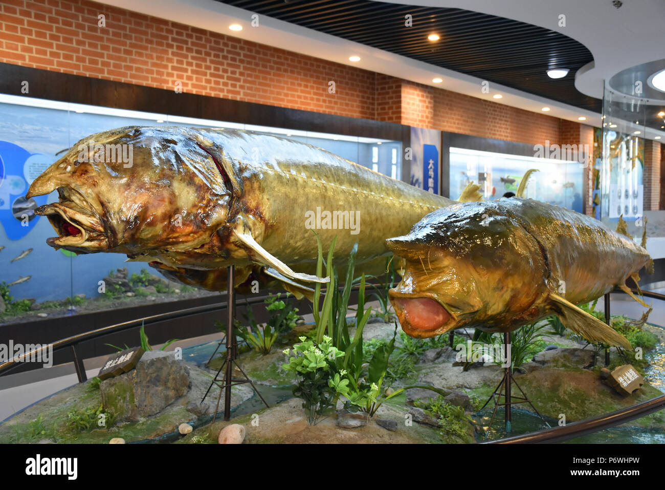 Largest freshwater fish hi-res stock photography and images - Alamy