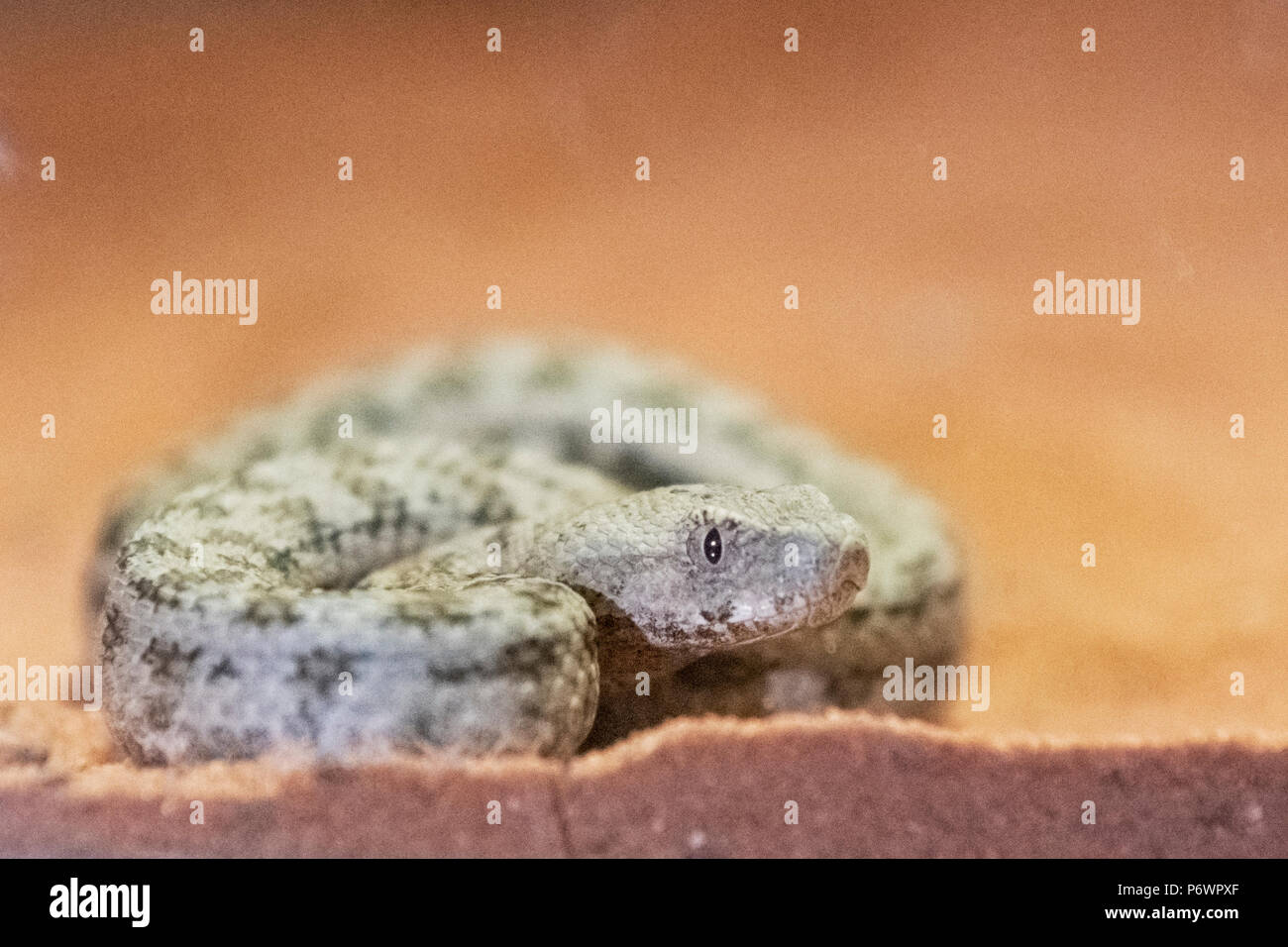 Schweizeri hi-res stock photography and images - Alamy