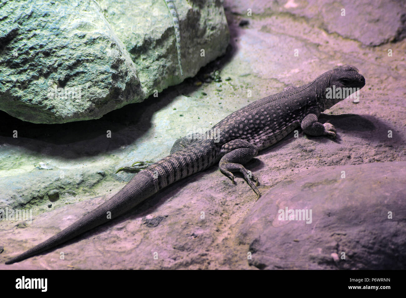 Desert iguana dipsosaurus dorsalis hi-res stock photography and images ...