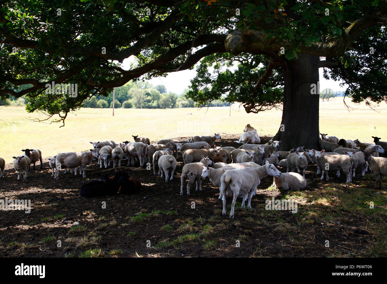 Mob of sheep hi-res stock photography and images - Alamy