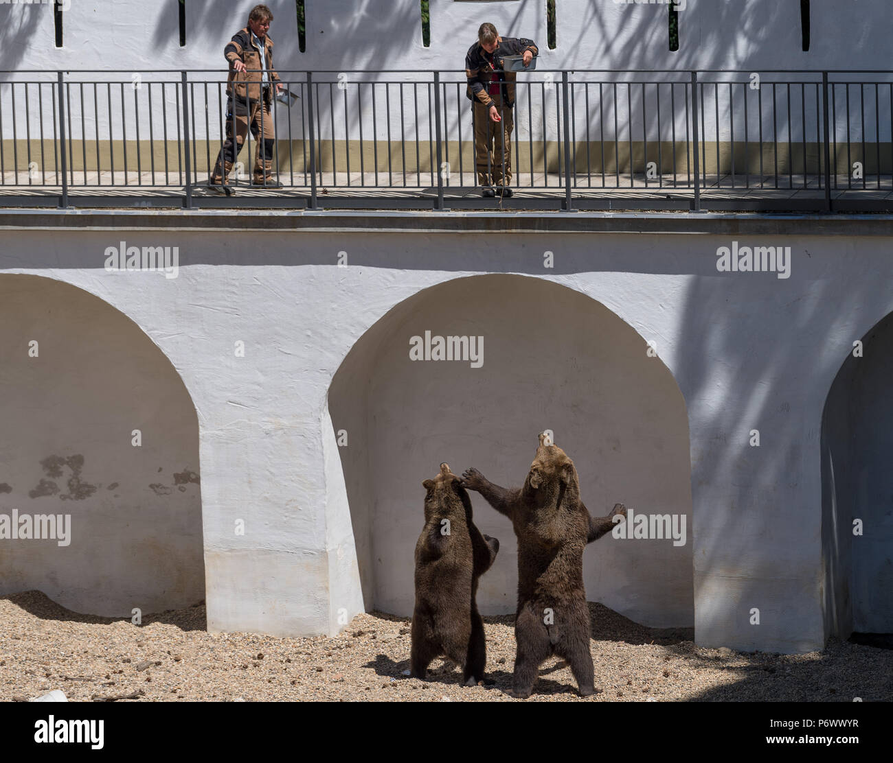Torgau, Germany. 02nd July, 2018. Brown bears Benno (R) and Bea ...