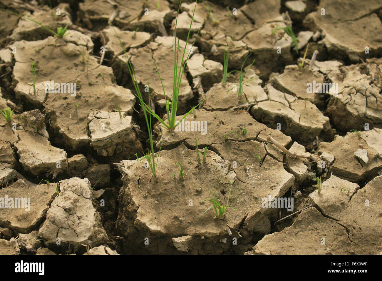 Crop Failure And Drought Stock Photos & Crop Failure And Drought Stock ...
