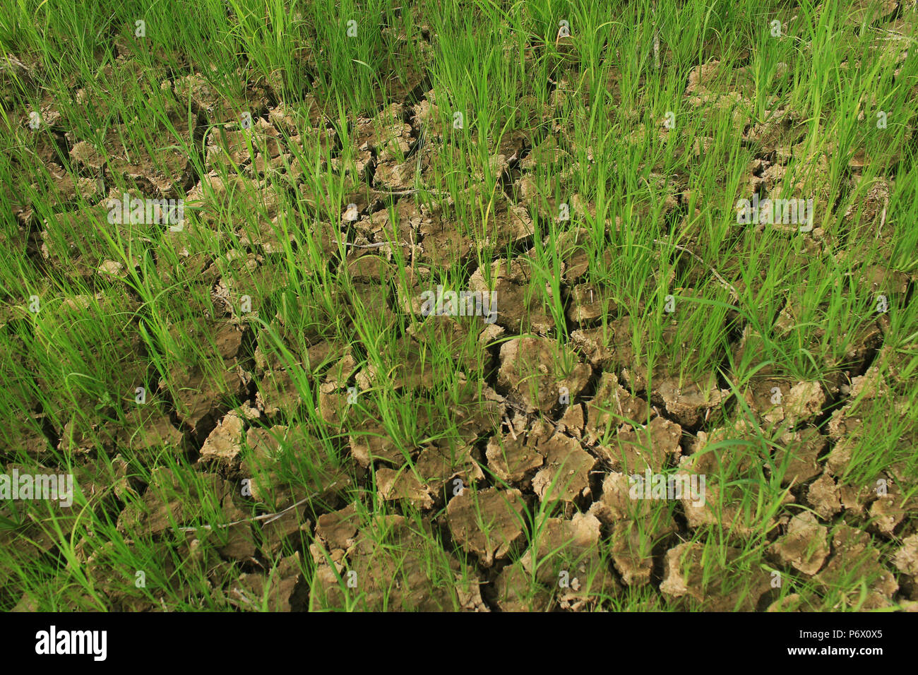 Crop failures hi-res stock photography and images - Alamy