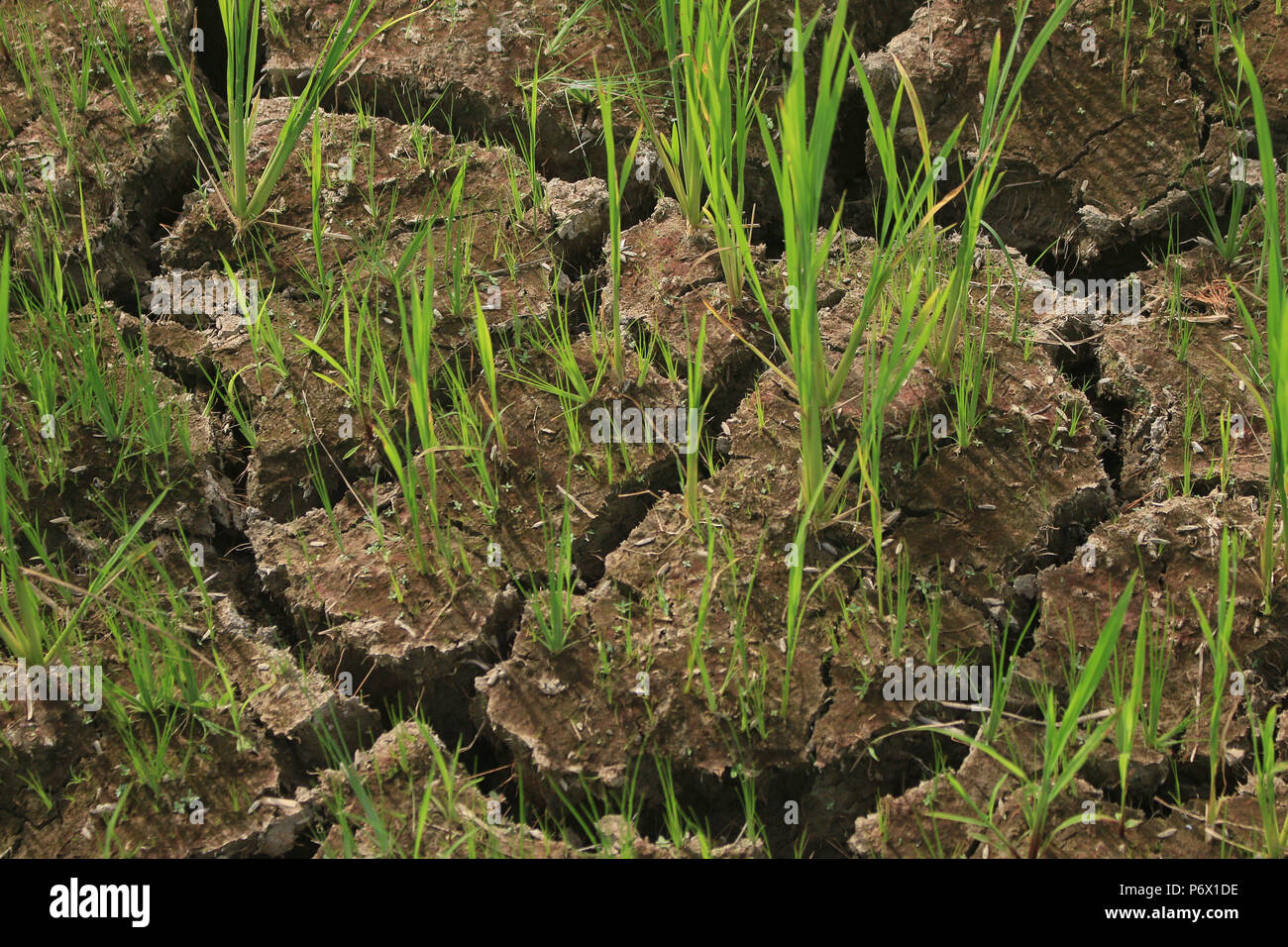Crop failure and drought hi-res stock photography and images - Alamy