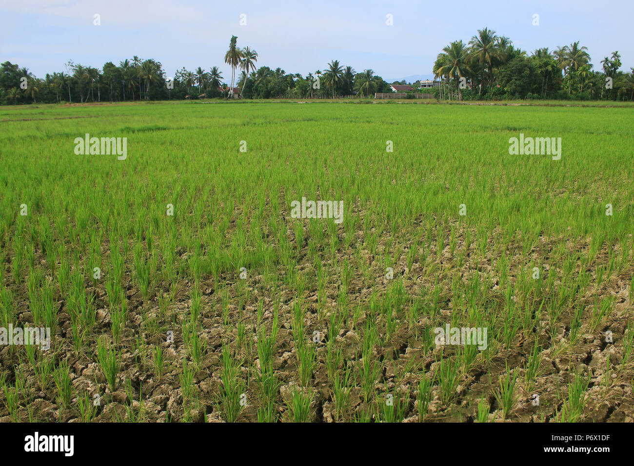 Crop failure and drought hi-res stock photography and images - Alamy