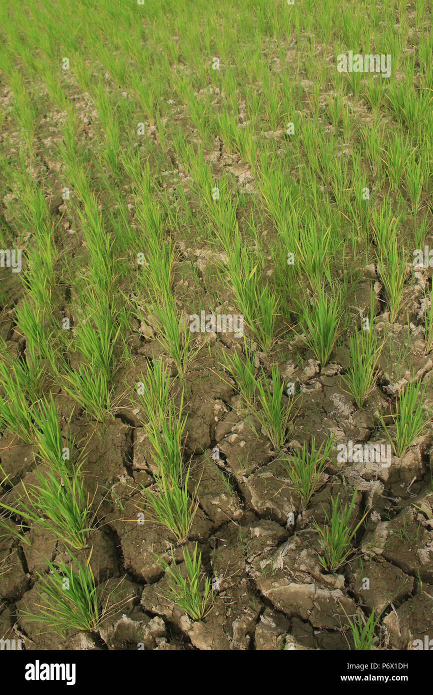 A view of rice fields hit by the drought. A drought and erratic weather ...