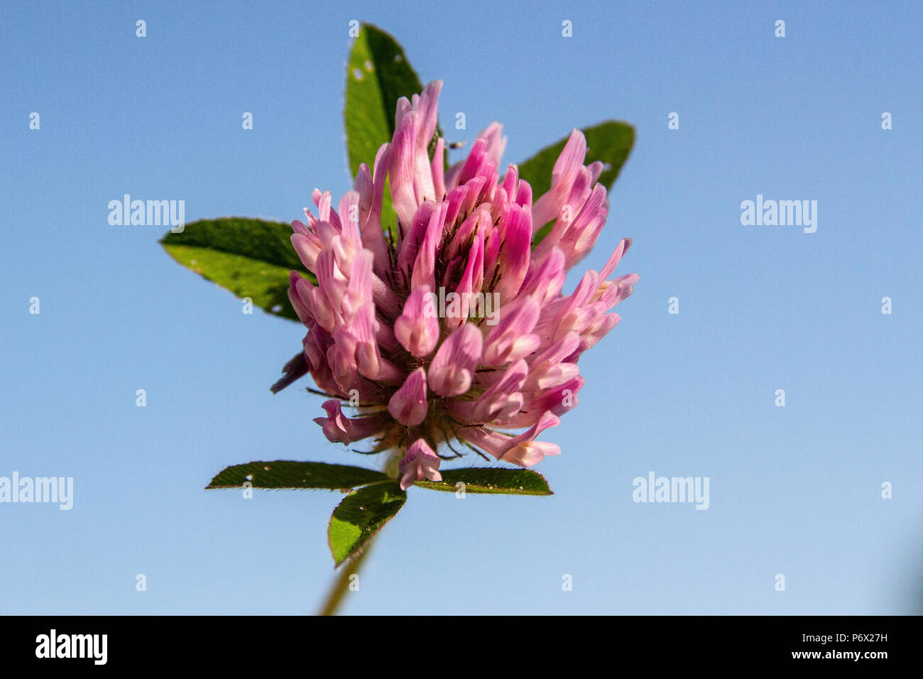 Trefoil clover hi-res stock photography and images - Alamy