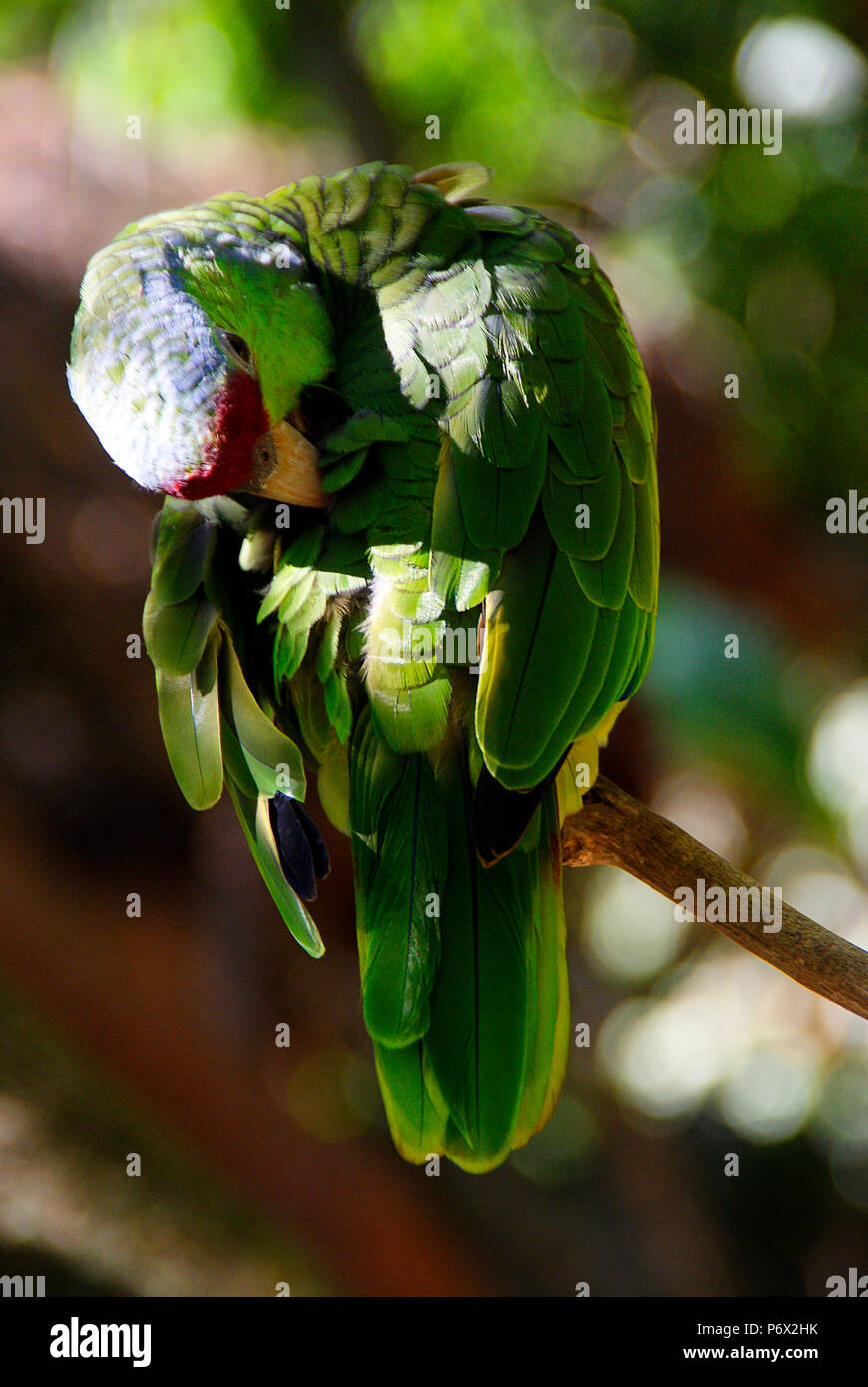 Parrot tropical birds Stock Photo - Alamy