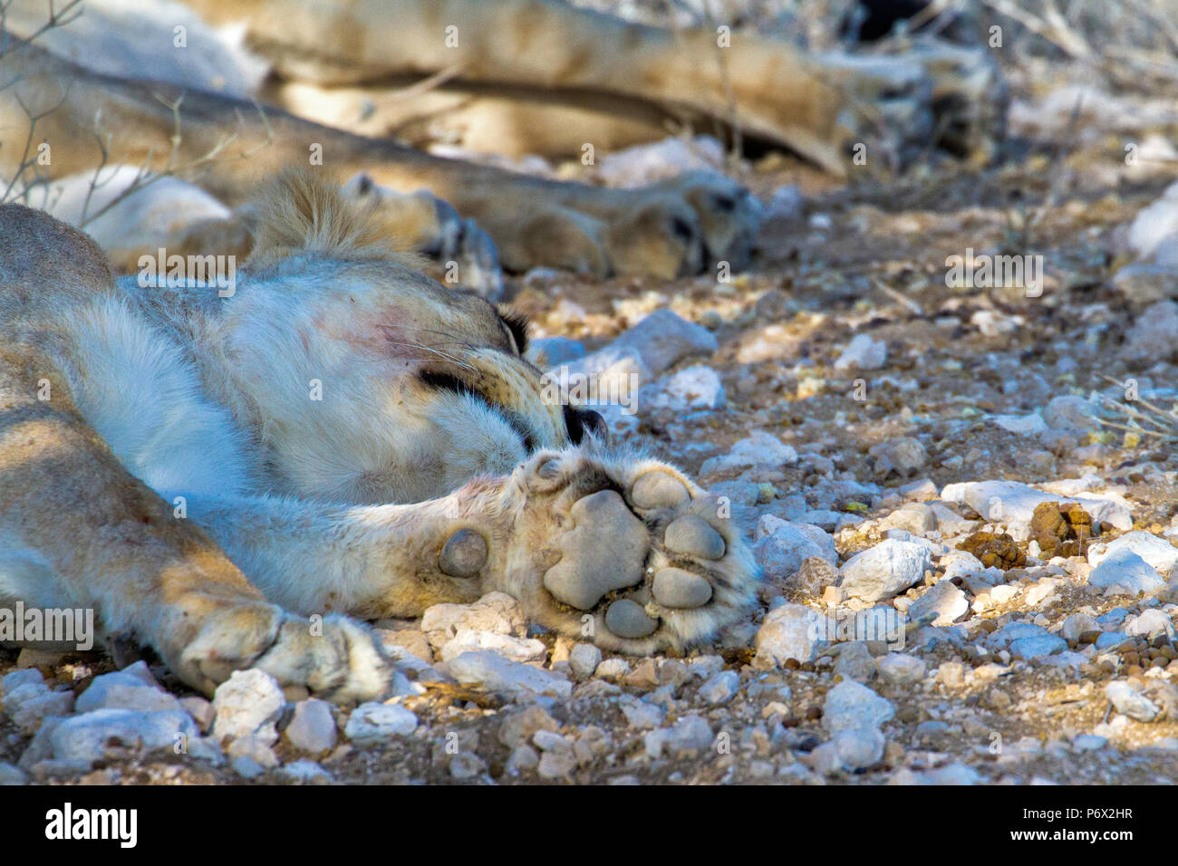 Front paws up hi-res stock photography and images - Alamy