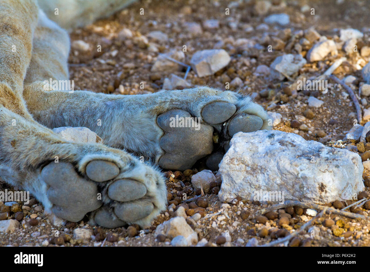 Front paws hi-res stock photography and images - Alamy