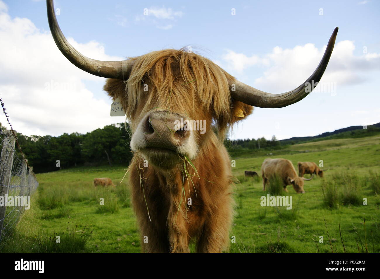 Scottish cow with big horns Stock Photo - Alamy