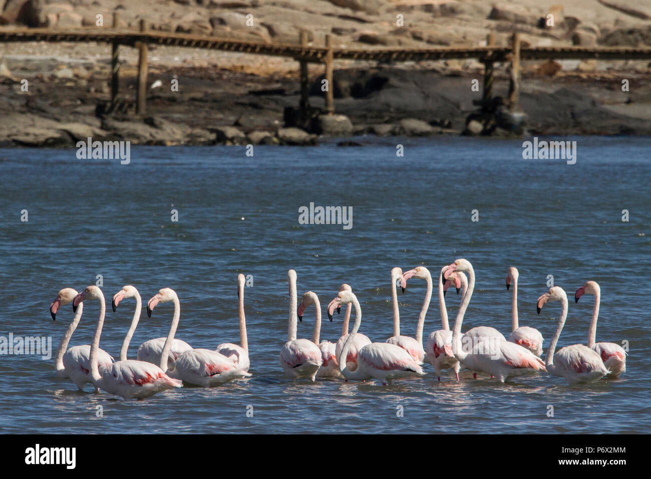 A flock of Greater Flamingos - Phoenicopterus Roseus - standing in deep ...
