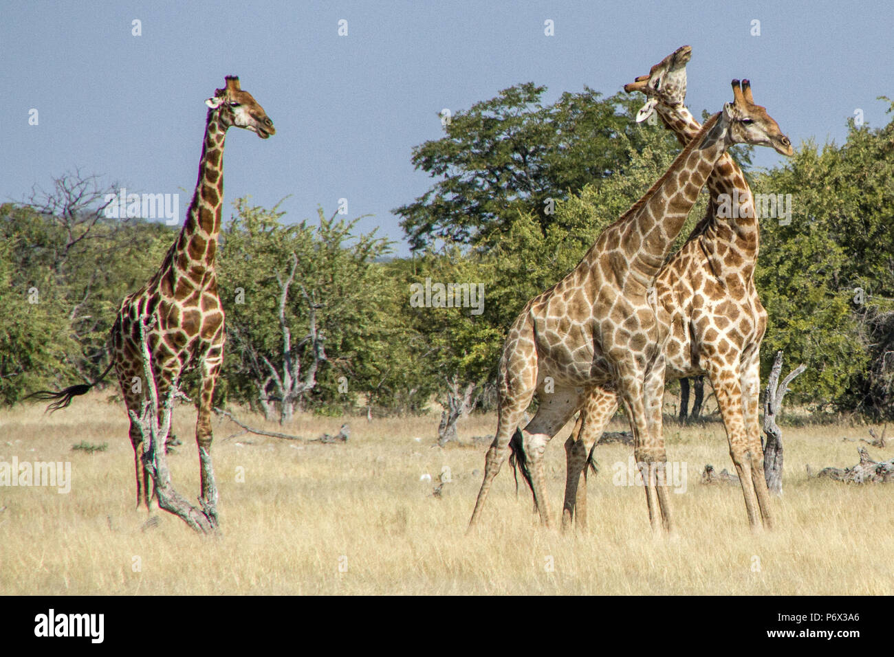 Mating mating ritual hi-res stock photography and images - Alamy