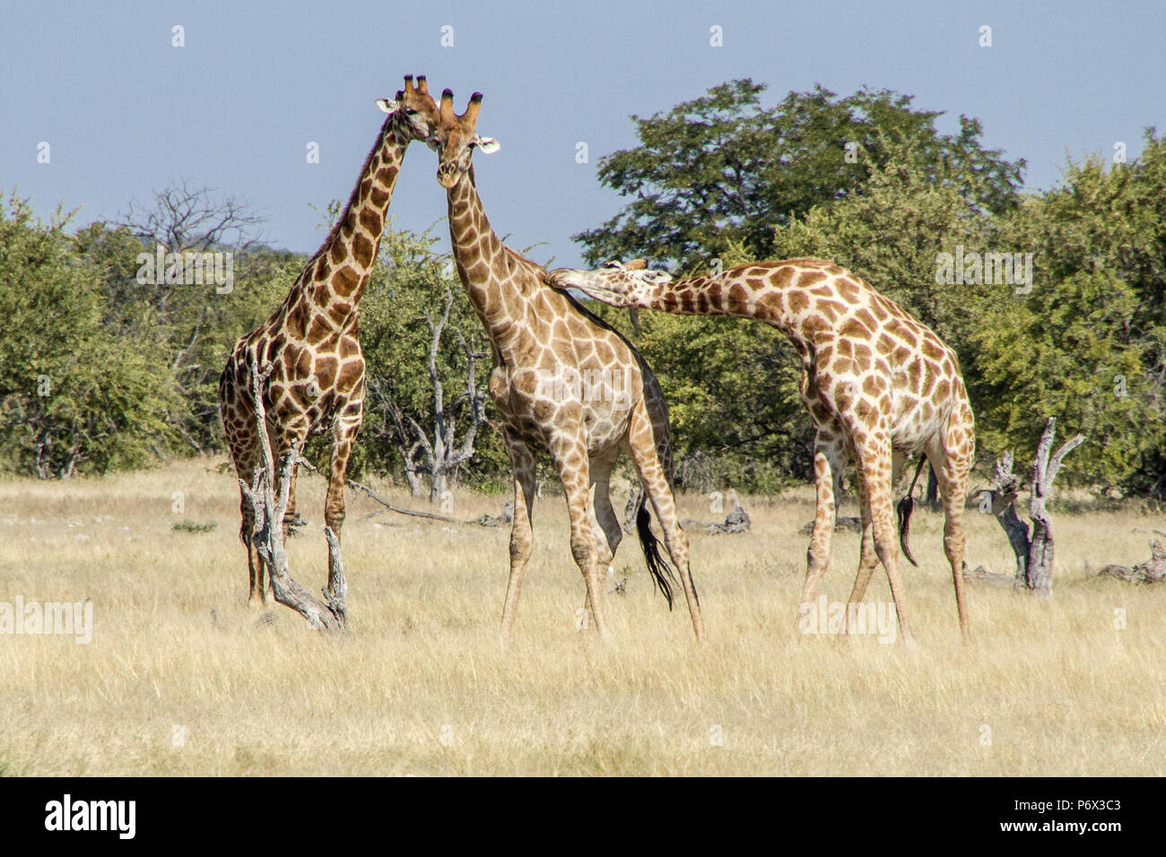 Mating ritual hi-res stock photography and images - Alamy