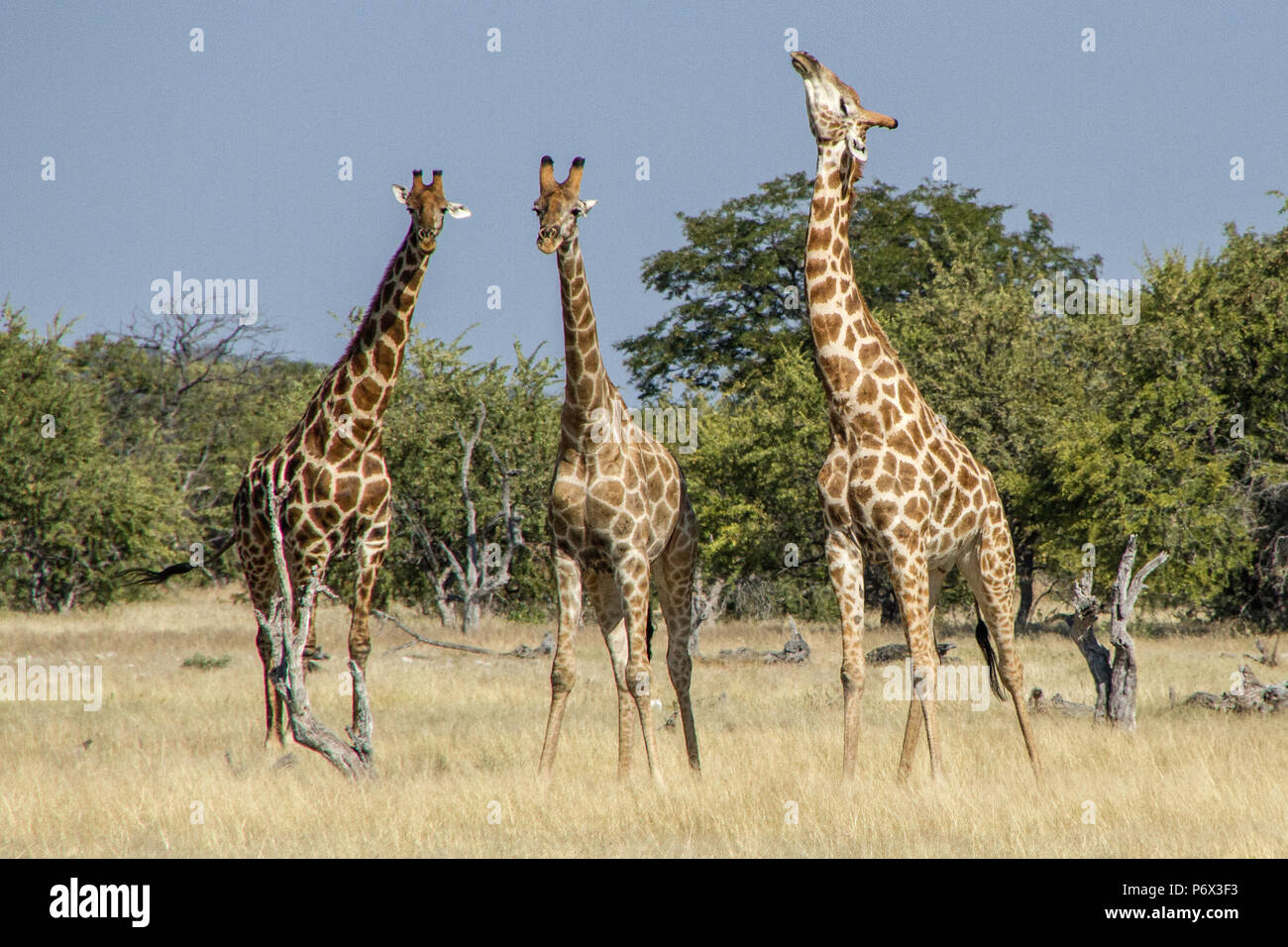 Mating mating ritual hi-res stock photography and images - Alamy