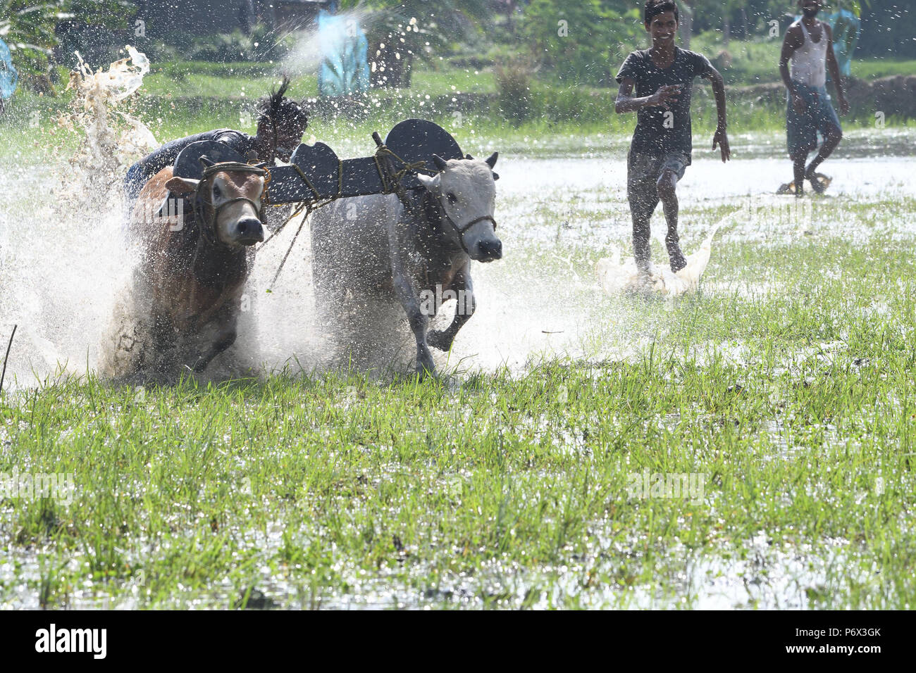 Canning, India. 30th June, 2018. Indian farmers participates in a bull ...