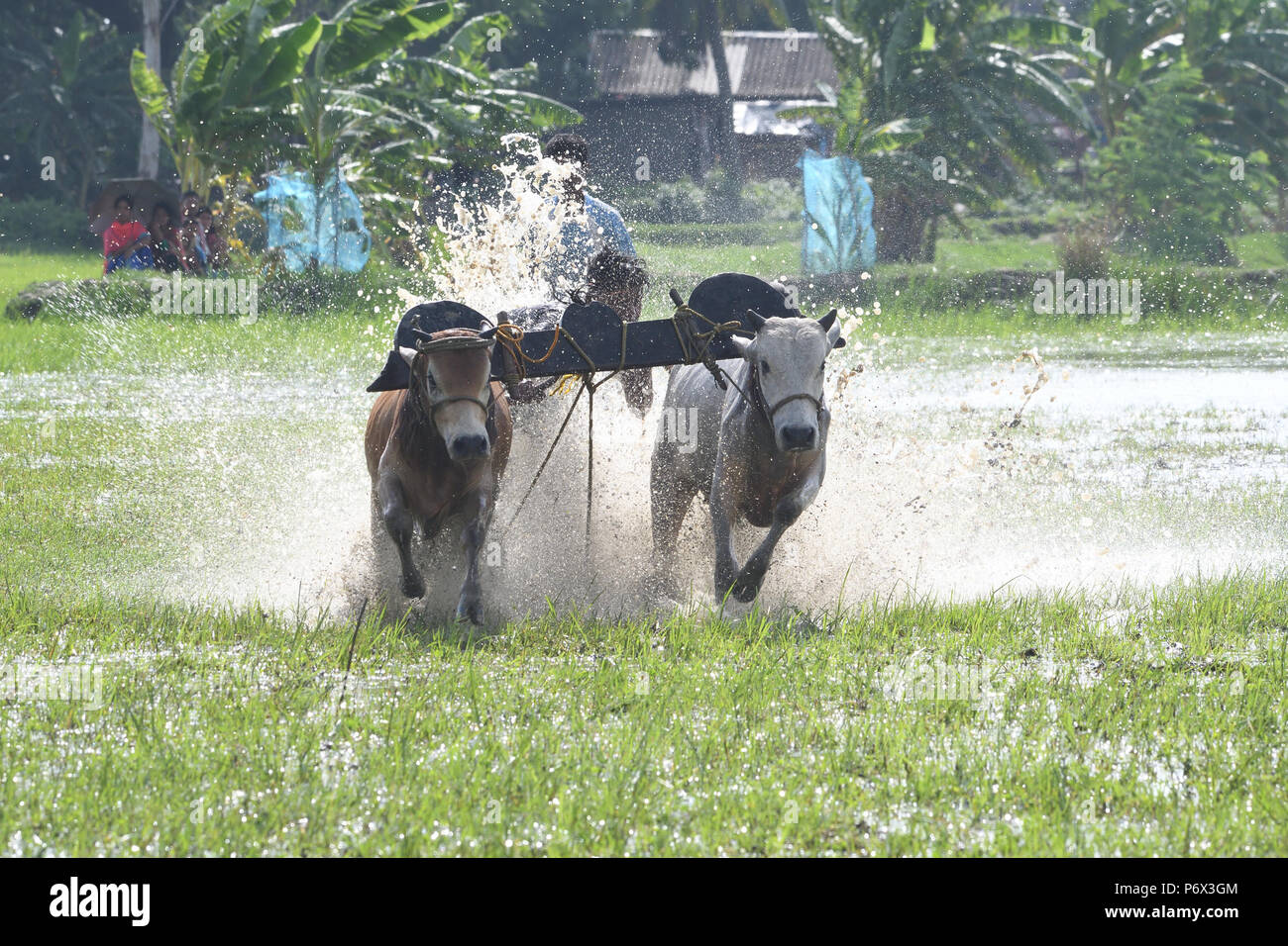 Farmers ploughing a field with cattle High Resolution Stock Photography ...
