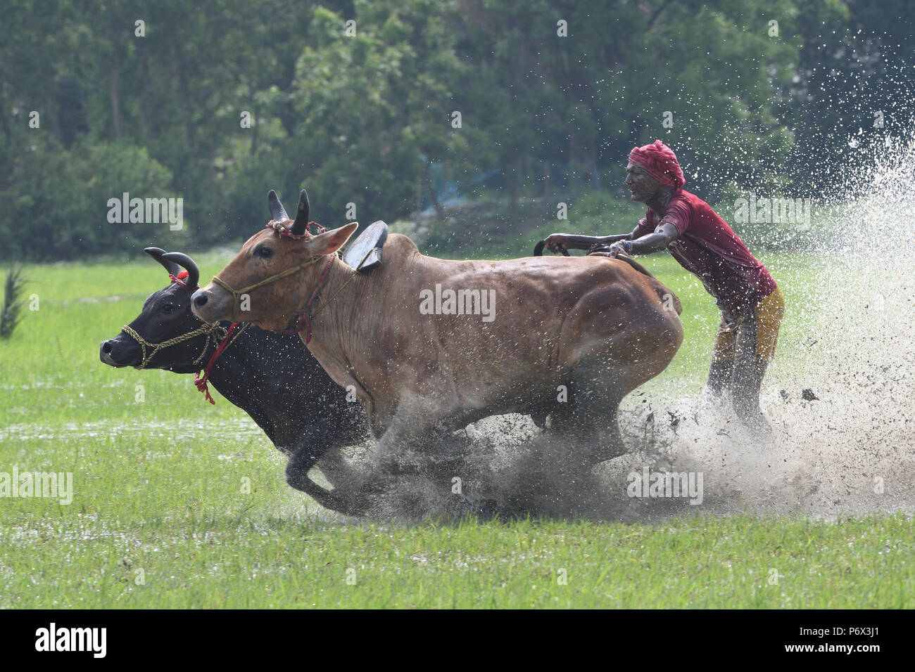 Canning, India. 30th June, 2018. Indian farmers participates in a bull ...