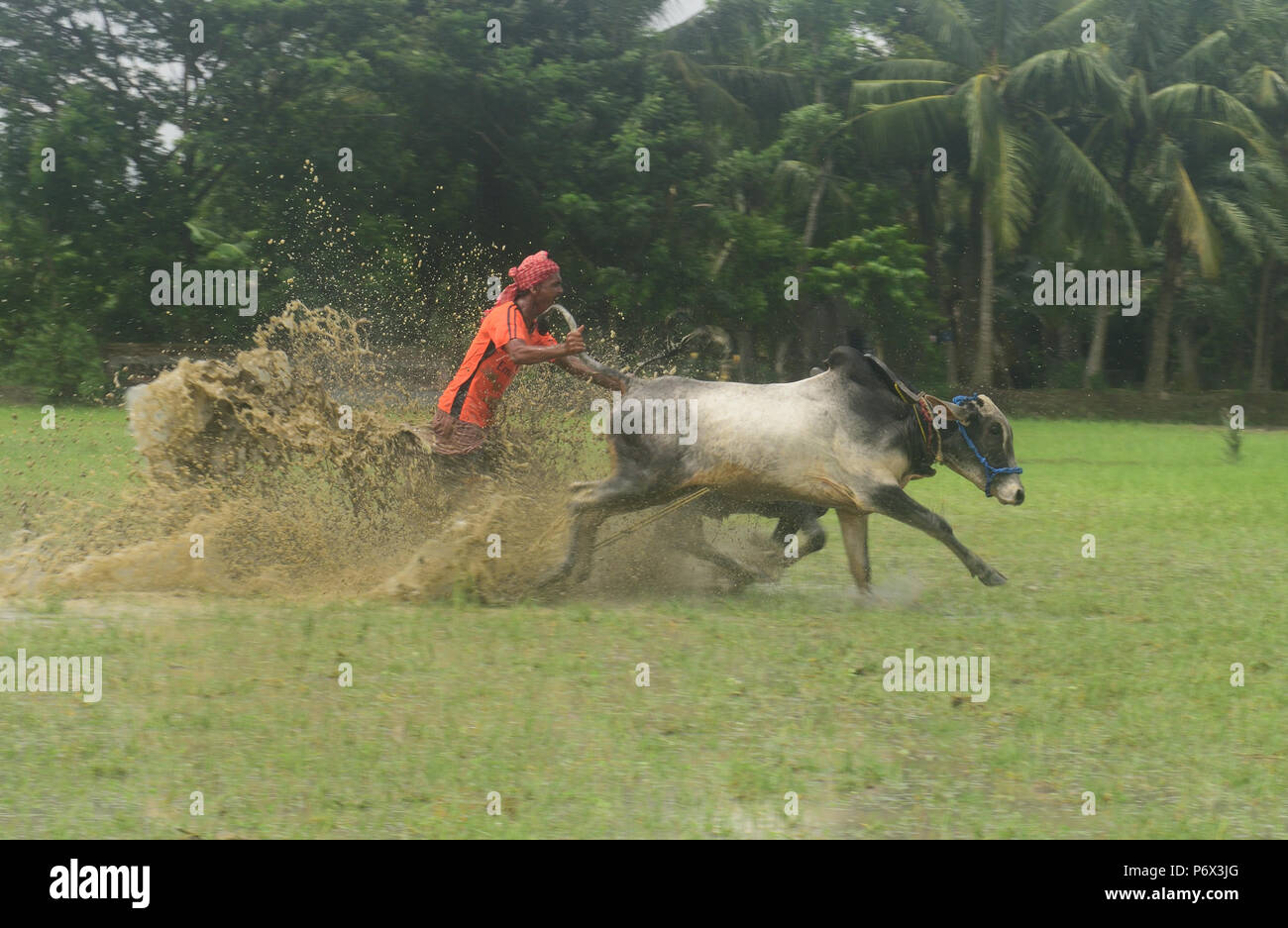 Canning, India. 30th June, 2018. Indian farmers participates in a bull ...