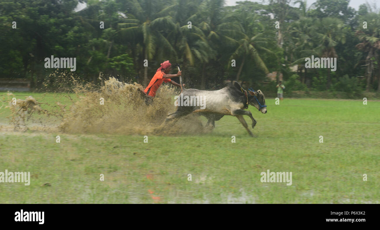 Canning, India. 30th June, 2018. Indian farmers participates in a bull ...