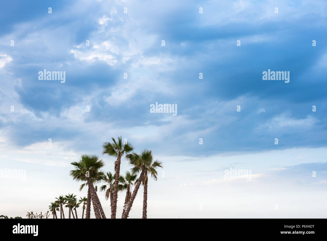 Palm trees on a beach to give shade Stock Photo - Alamy