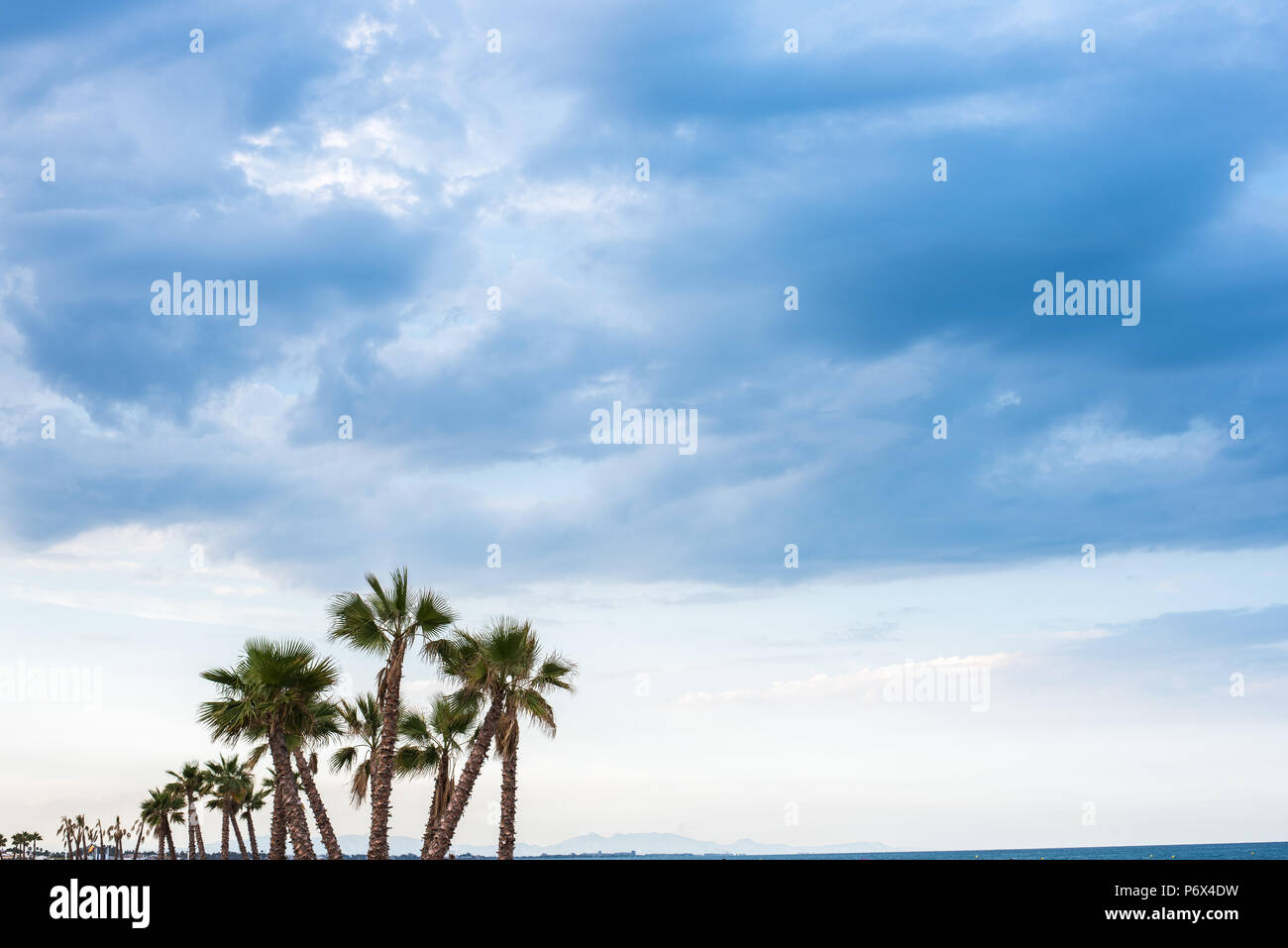Palm trees on a beach to give shade Stock Photo - Alamy