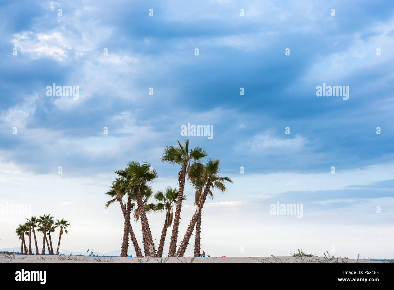 Palm trees on a beach to give shade Stock Photo - Alamy