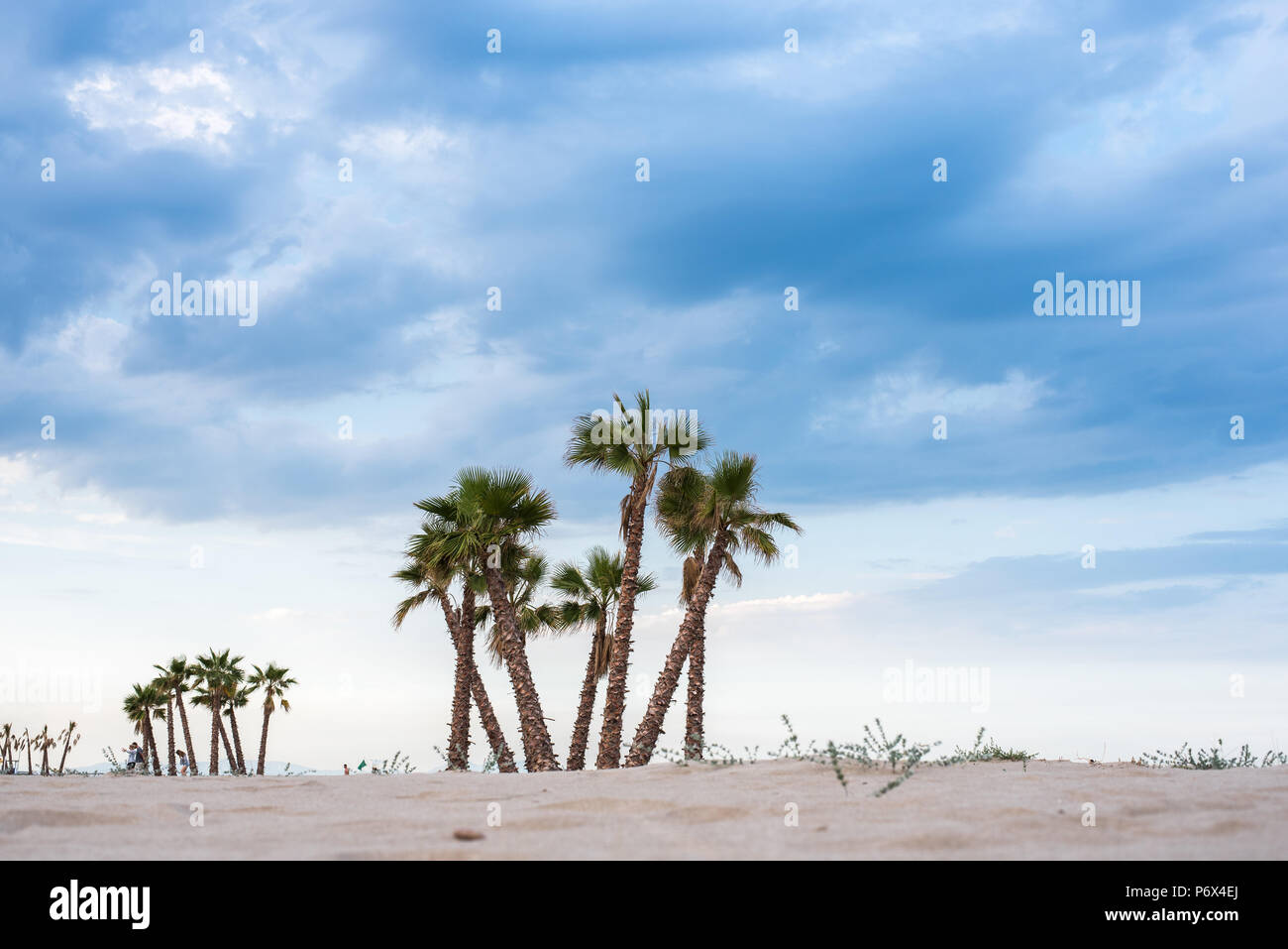 Palm trees on a beach to give shade Stock Photo - Alamy