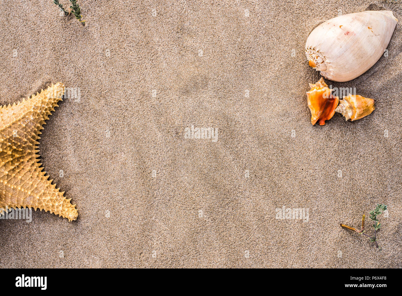 Sea shells on the sand of a beach Stock Photo - Alamy