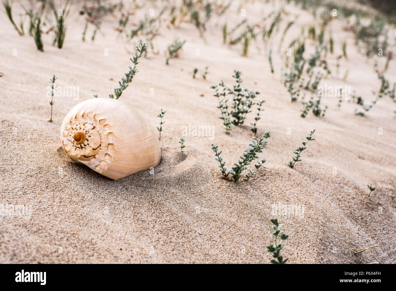 Sea shells on the sand of a beach Stock Photo - Alamy