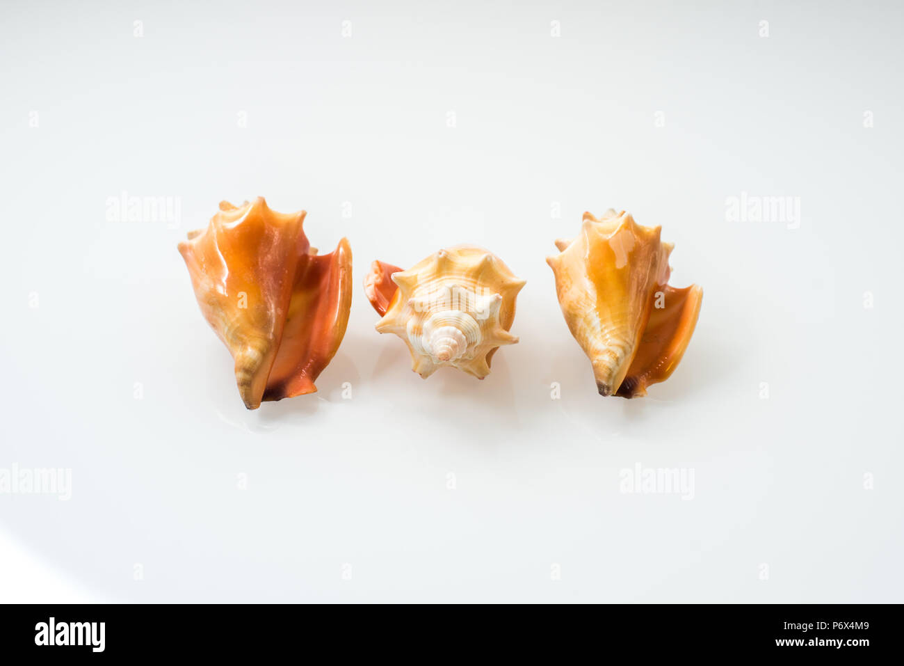 Group of seashells in studio with white background Stock Photo - Alamy