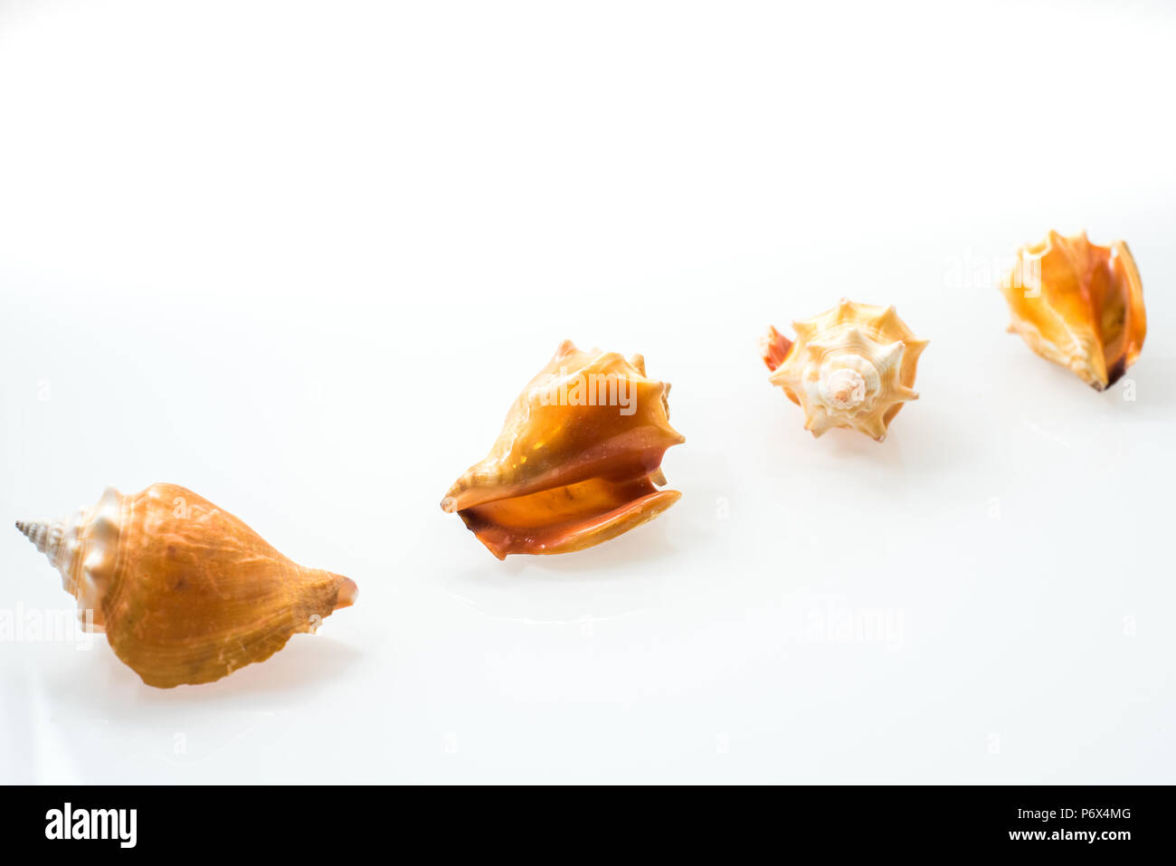 Group of seashells in studio with white background Stock Photo - Alamy