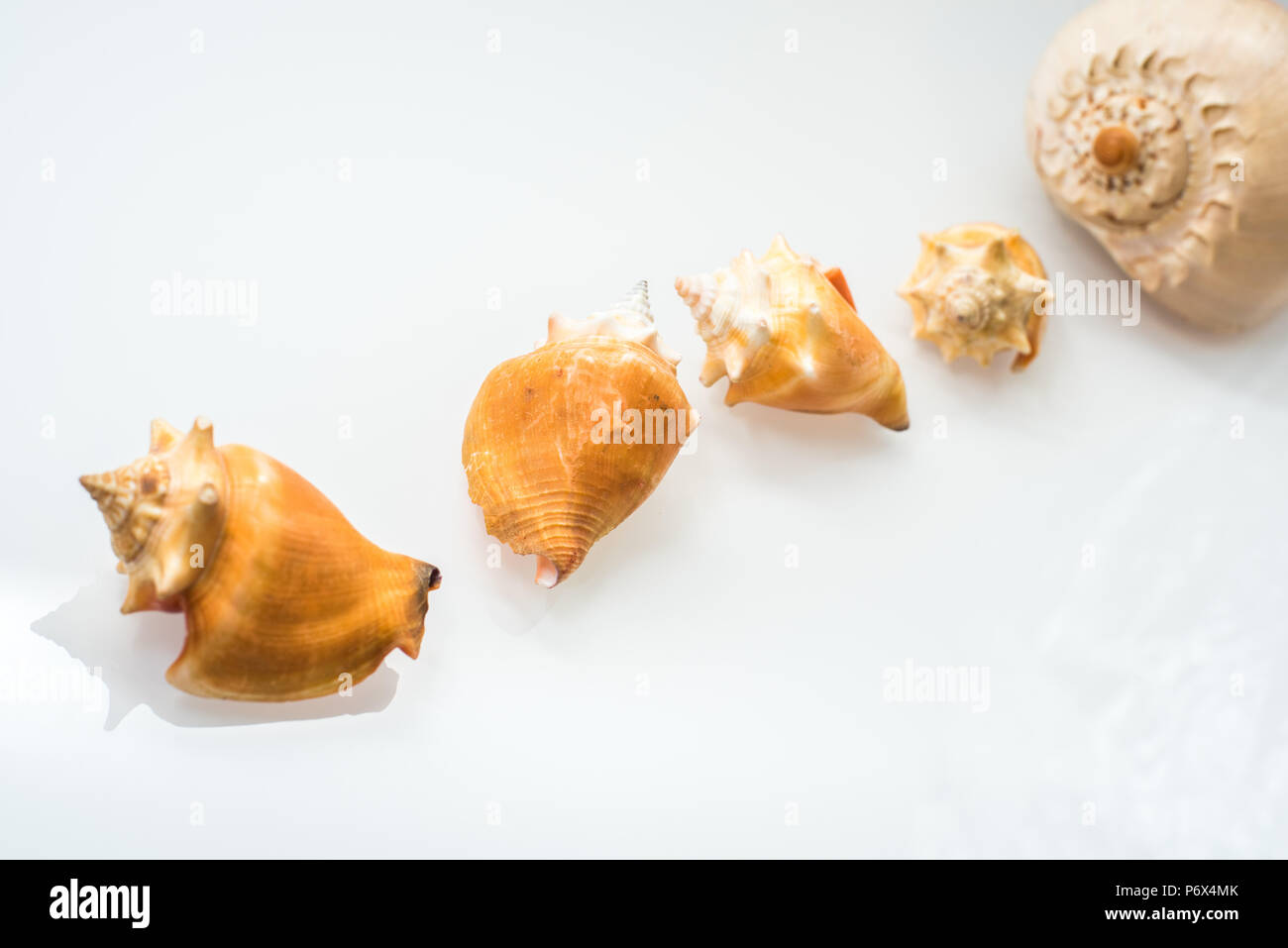 Group of seashells in studio with white background Stock Photo - Alamy