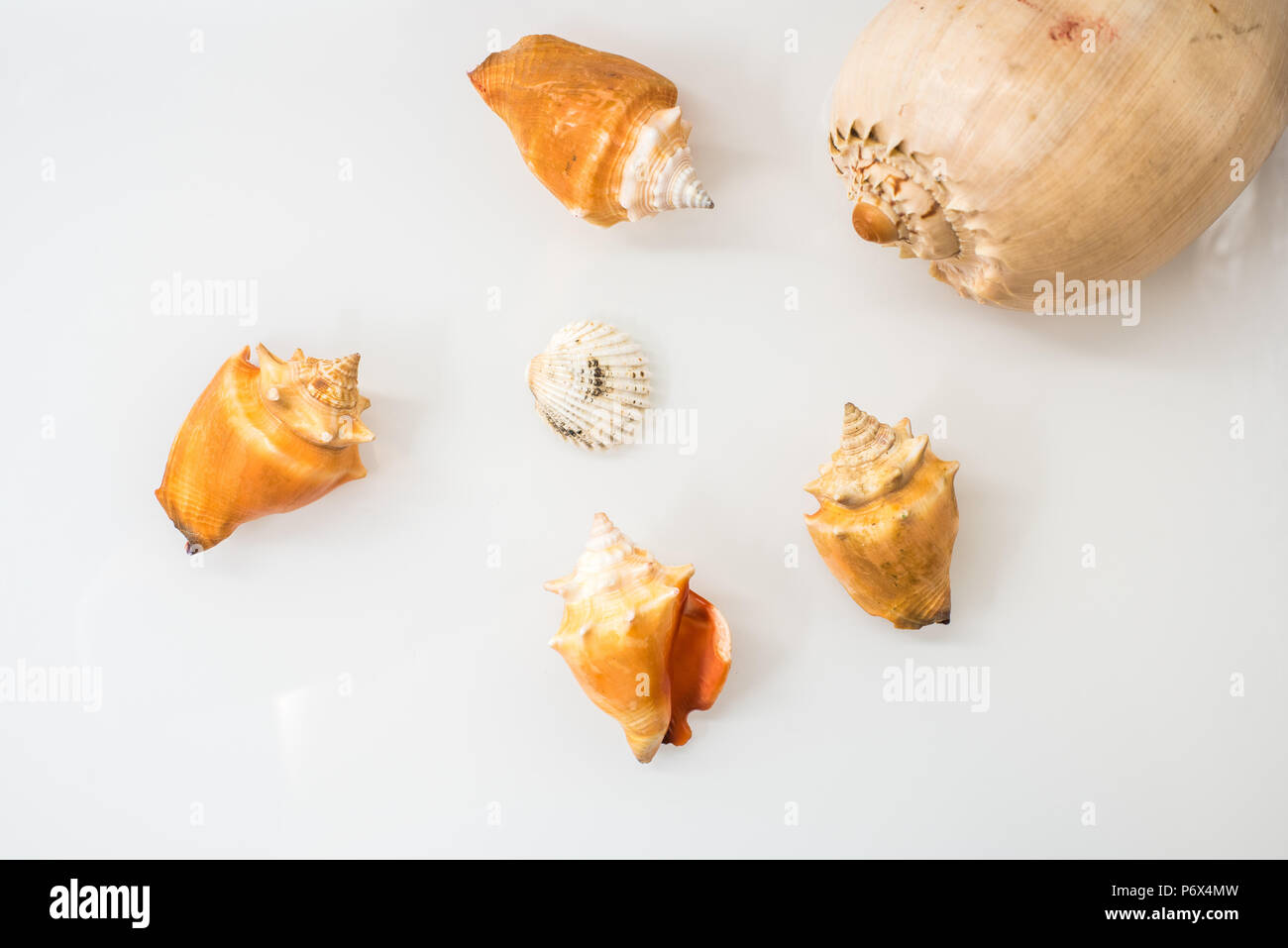 Group of seashells in studio with white background Stock Photo - Alamy