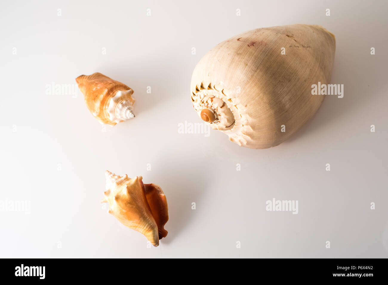 Group of seashells in studio with white background Stock Photo - Alamy