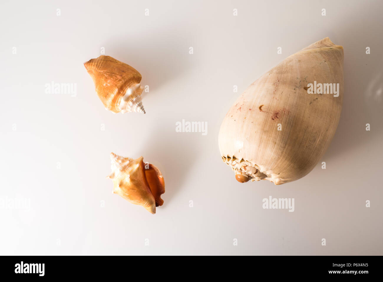 Group of seashells in studio with white background Stock Photo - Alamy