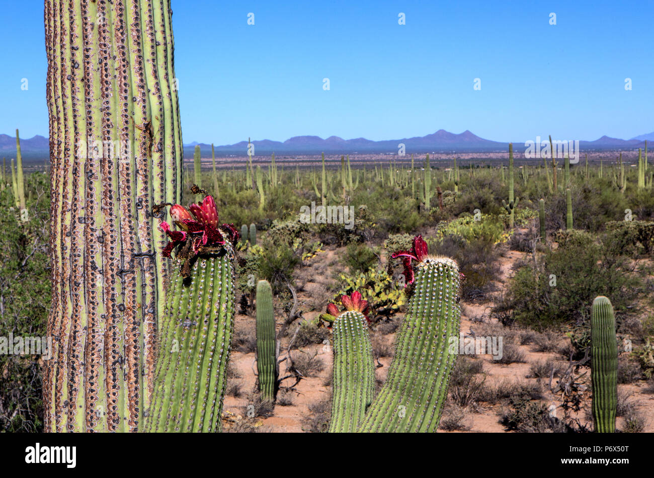 Saguaro Fruit High Resolution Stock Photography and Images - Alamy