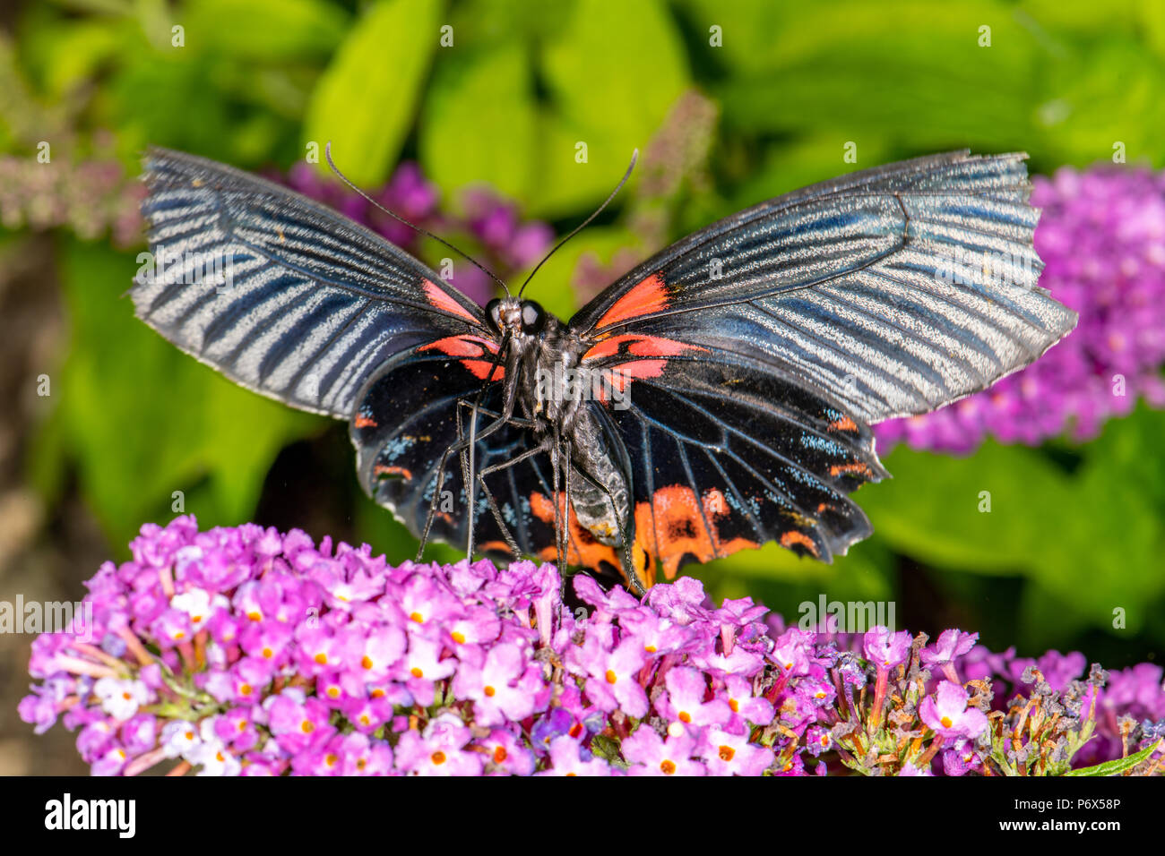 Birds and insects Stock Photo - Alamy