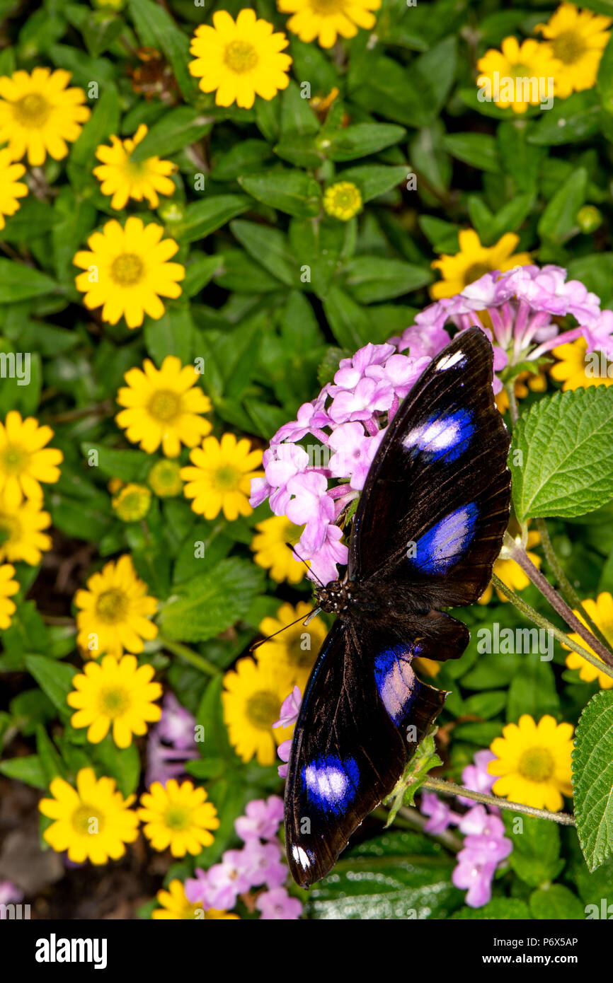 Birds and insects Stock Photo - Alamy