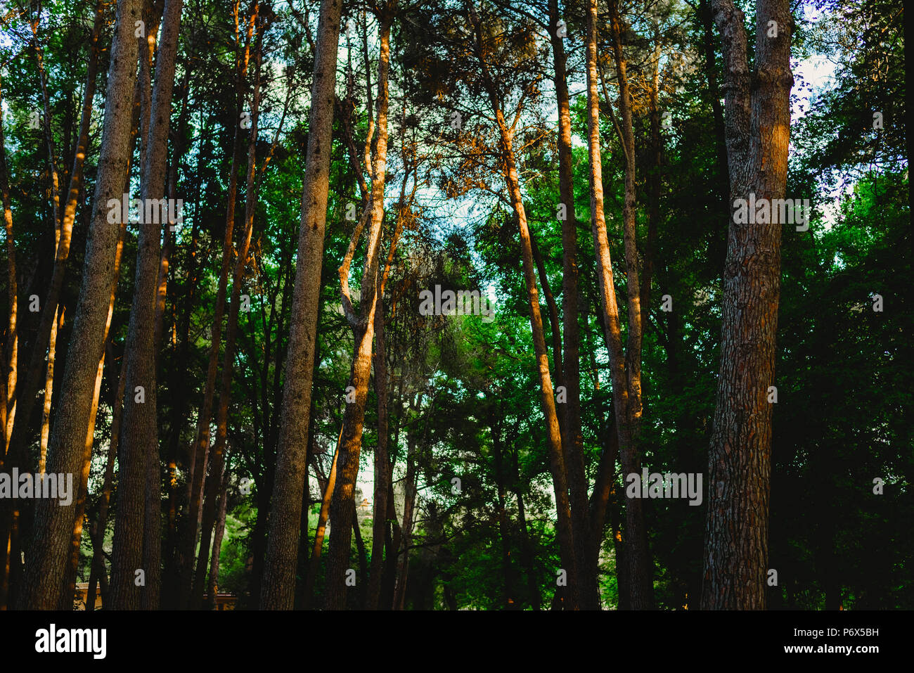 Forest at sunset with warm colors of summer Stock Photo - Alamy