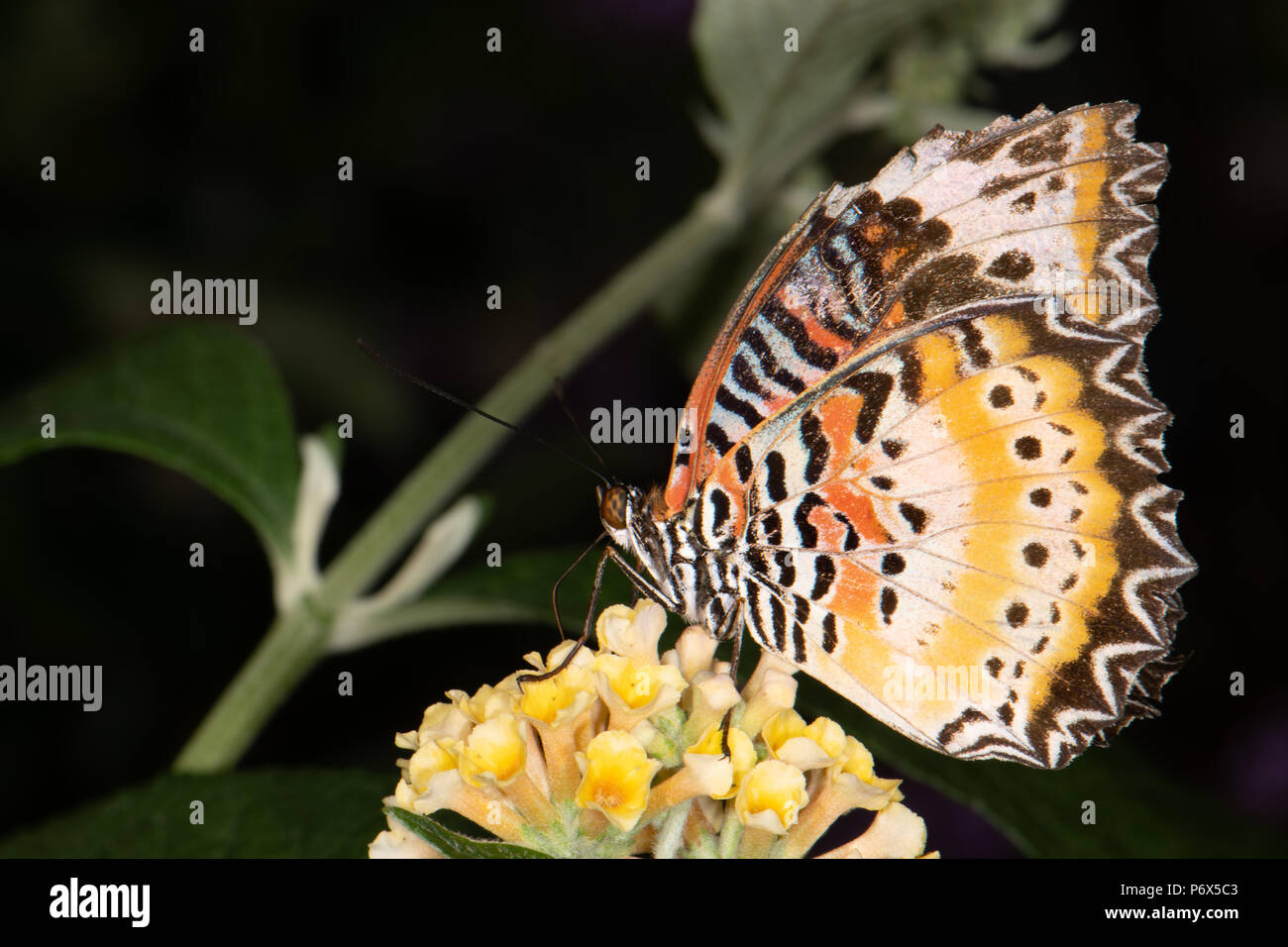 Birds and insects Stock Photo - Alamy