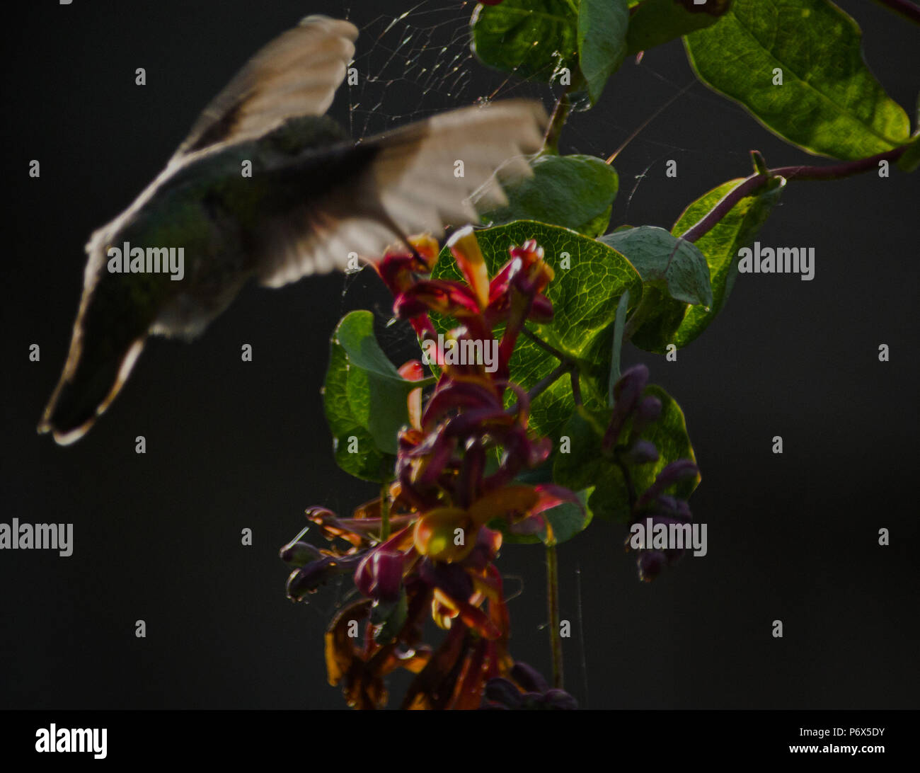 Hummingbird Honeysuckle High Resolution Stock Photography and Images ...
