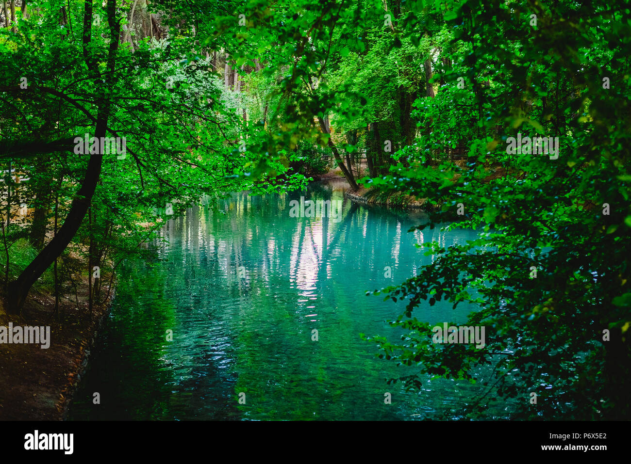 Transparent water of a stream and a lake in the green forest Stock ...