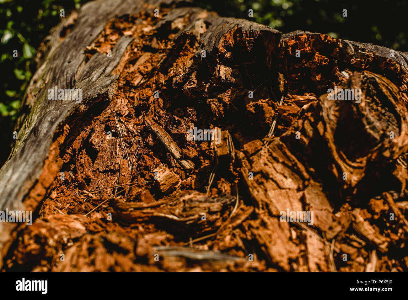 Textures of old and aged wood and tree trunks Stock Photo - Alamy