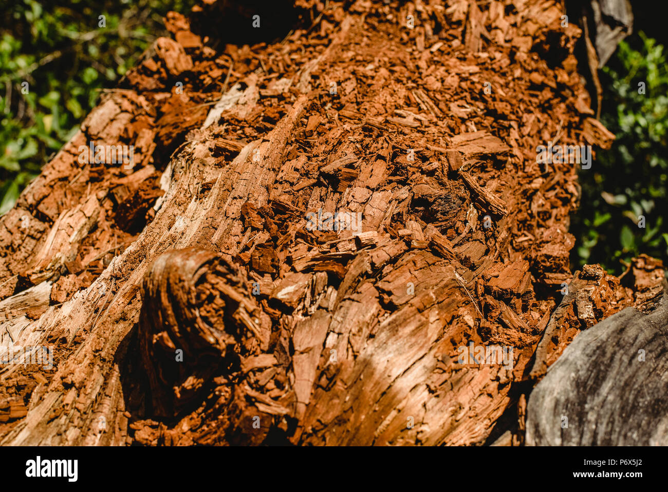 Textures of old and aged wood and tree trunks Stock Photo - Alamy