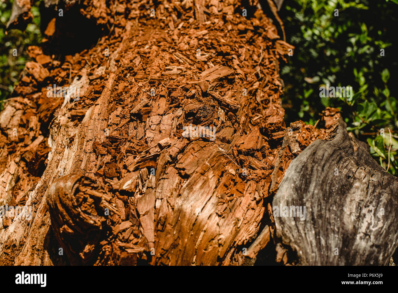 Textures of old and aged wood and tree trunks Stock Photo - Alamy