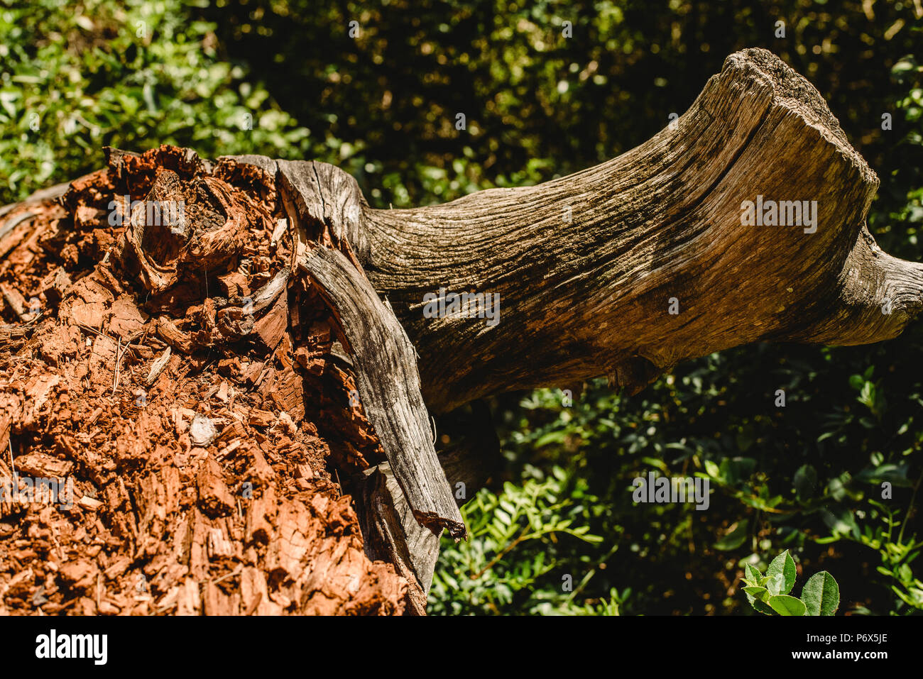 Textures of old and aged wood and tree trunks Stock Photo - Alamy