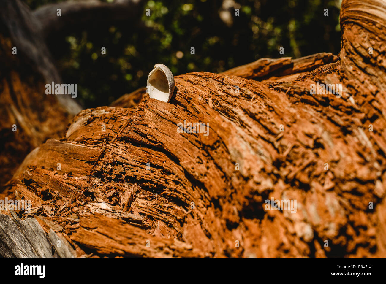 Textures of old and aged wood and tree trunks with shell Stock Photo ...