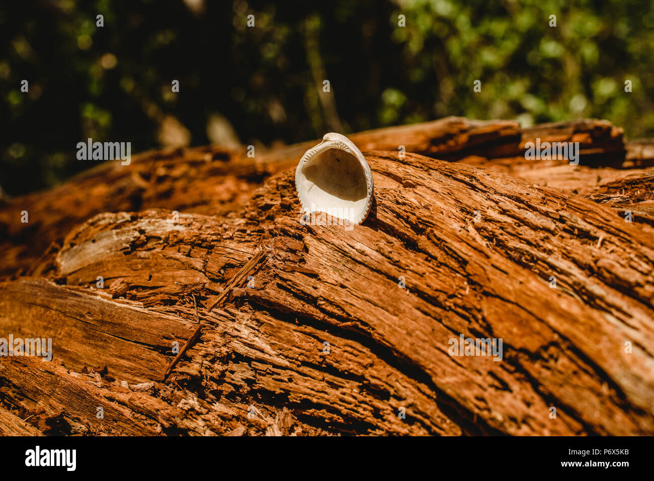 Textures of old and aged wood and tree trunks with shell Stock Photo ...